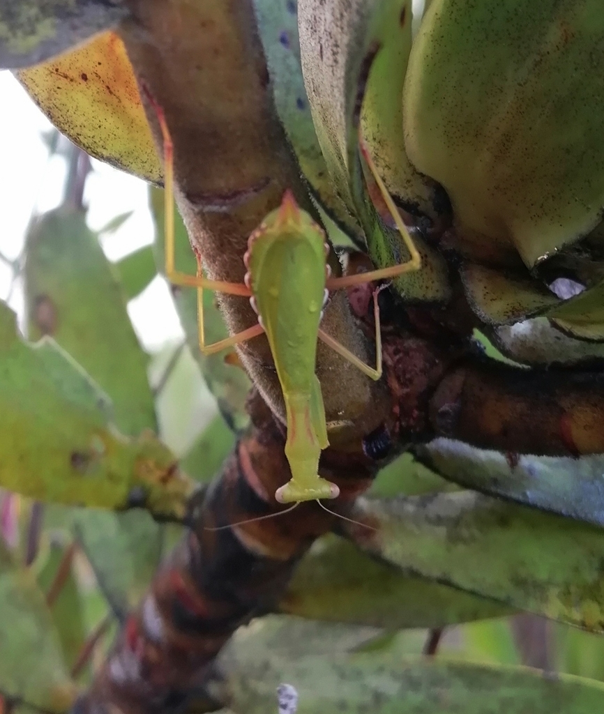 South African Mantis from Silver Mine (Nature Reserve), Cape Town ...