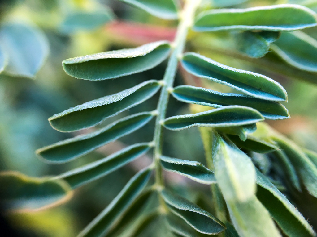 Two-grooved Milkvetch from Division No. 2, Alberta, Canada on May 15 ...