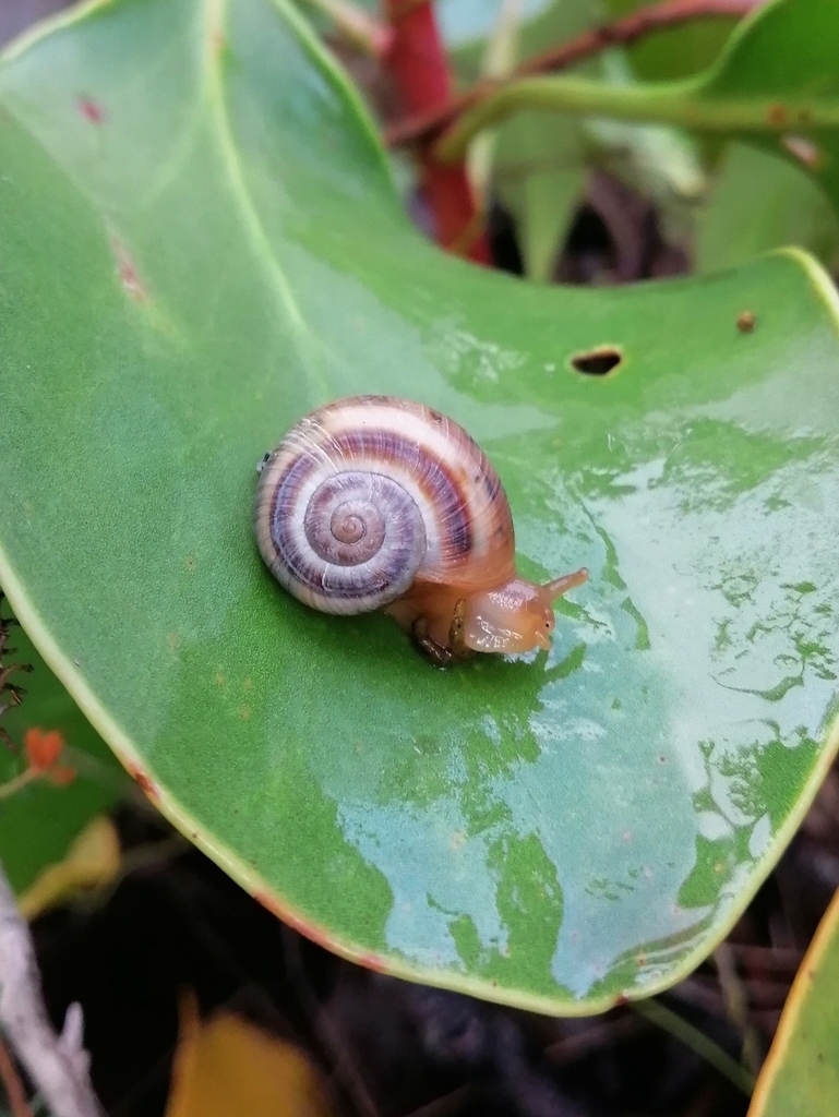 Fynbos Pinwheel Snail from Silver Mine (Nature Reserve), Cape Town ...