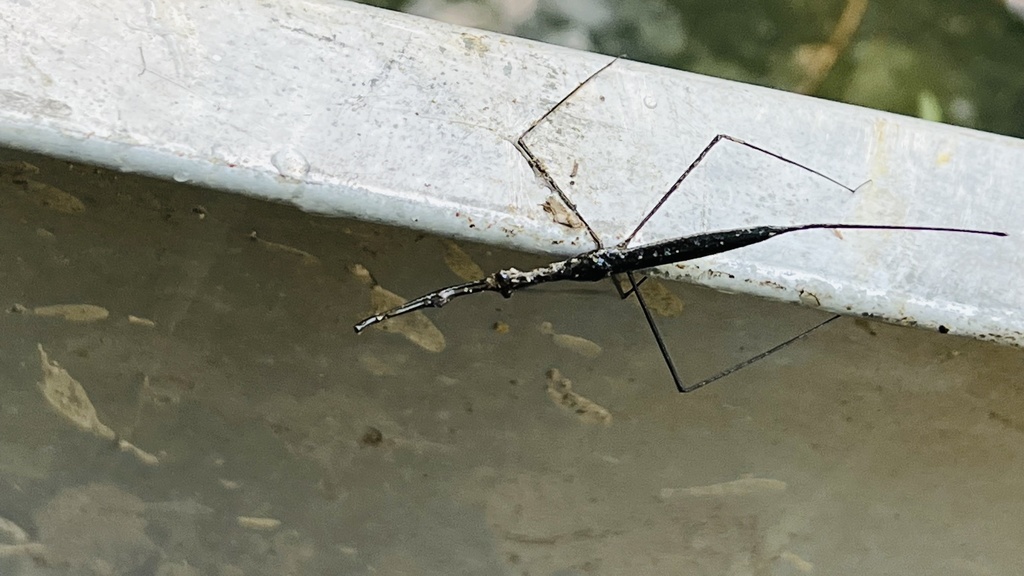 Ranatra from Murphy Pond, Fancy Farm, KY, US on May 20, 2022 at 07:24 ...