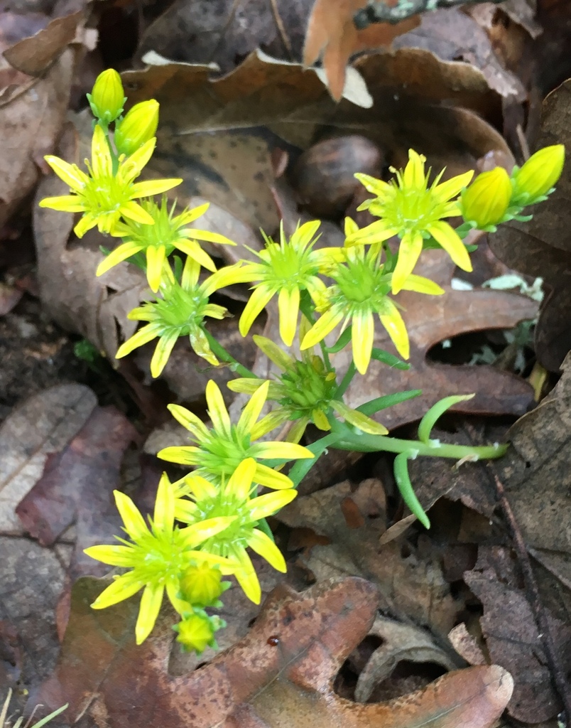 Clasping Stonecrop (Petrosedum amplexicaule) - Botanical Realm