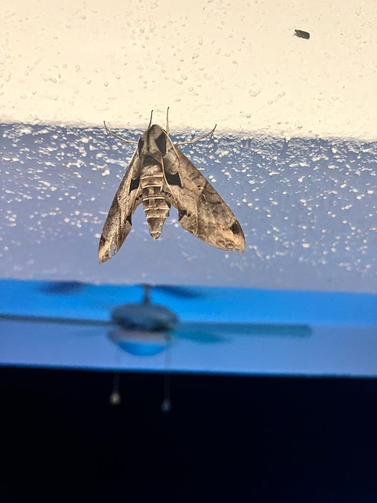 Eumorpha satellitia Linnaeus, 1771