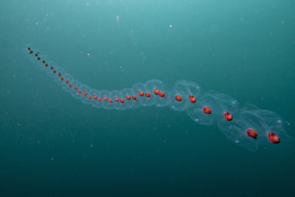 Common Salp from La Jolla Shores, San Diego, CA on May 20, 2022 at 08: ...