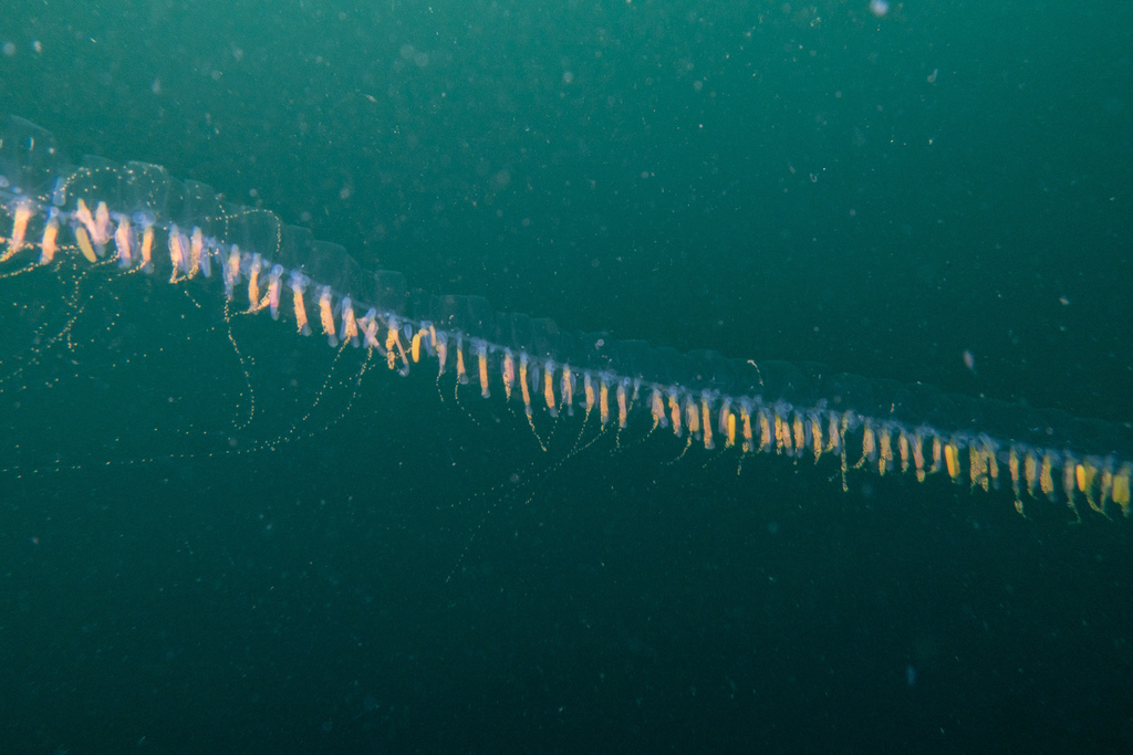 Giant Siphonophore from La Jolla Shores, San Diego, CA on May 20, 2022 at 08:59 AM by Lauren ...