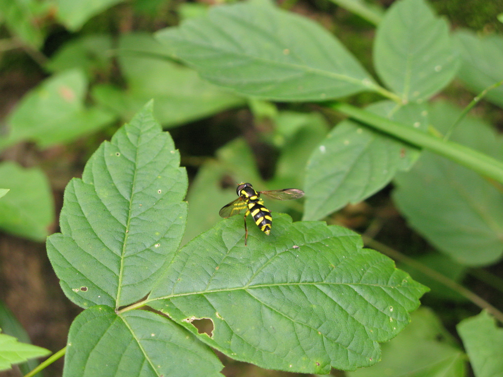 Harlequin Flies from Померки, Харьков, Харьковская область, Украина ...