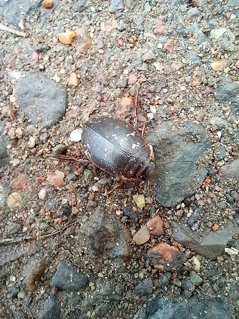 scarce lesser diving beetle from Varkaus, Suomi on May 21, 2022 at 02: ...