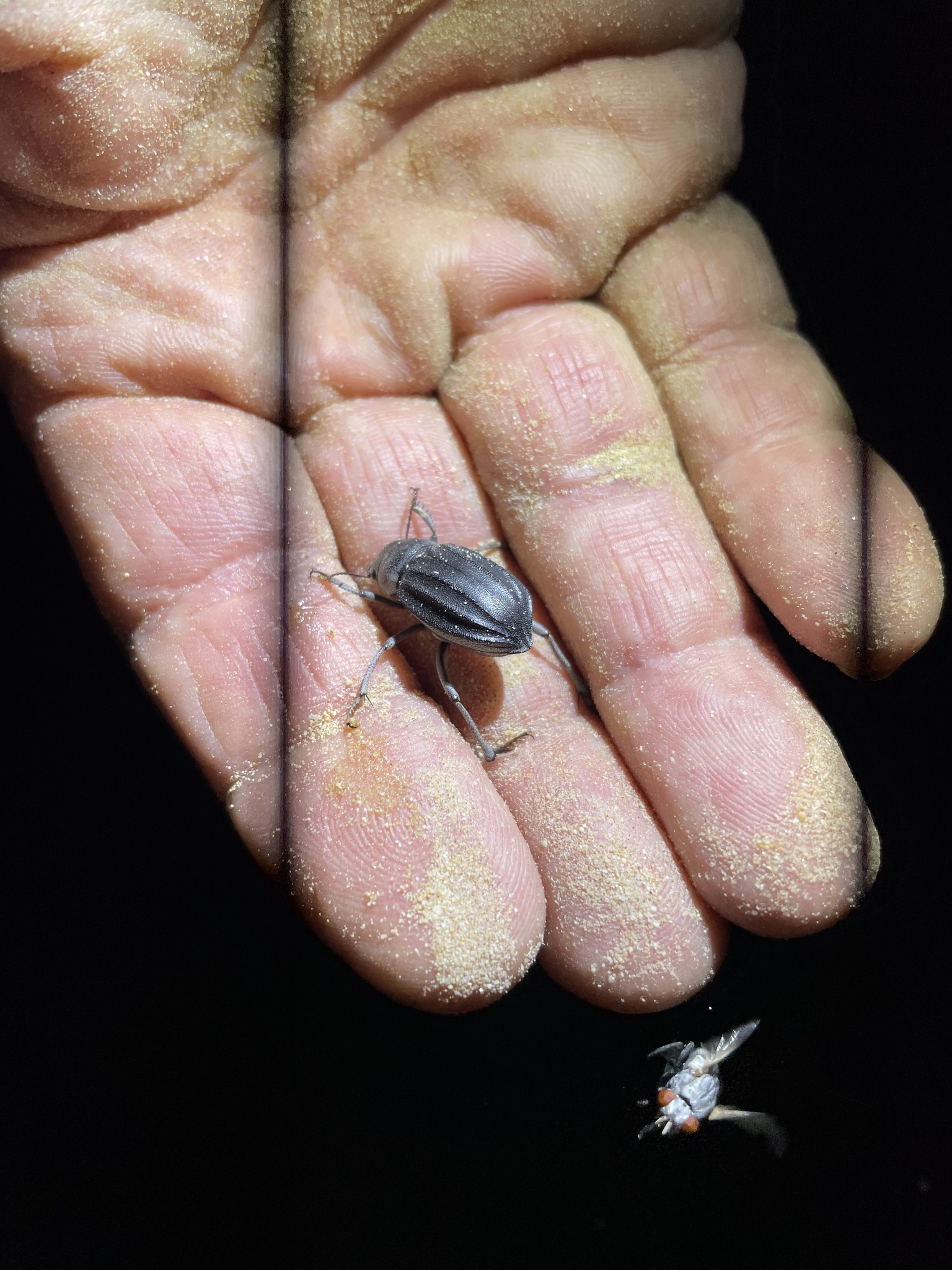 Prionotheca coronata