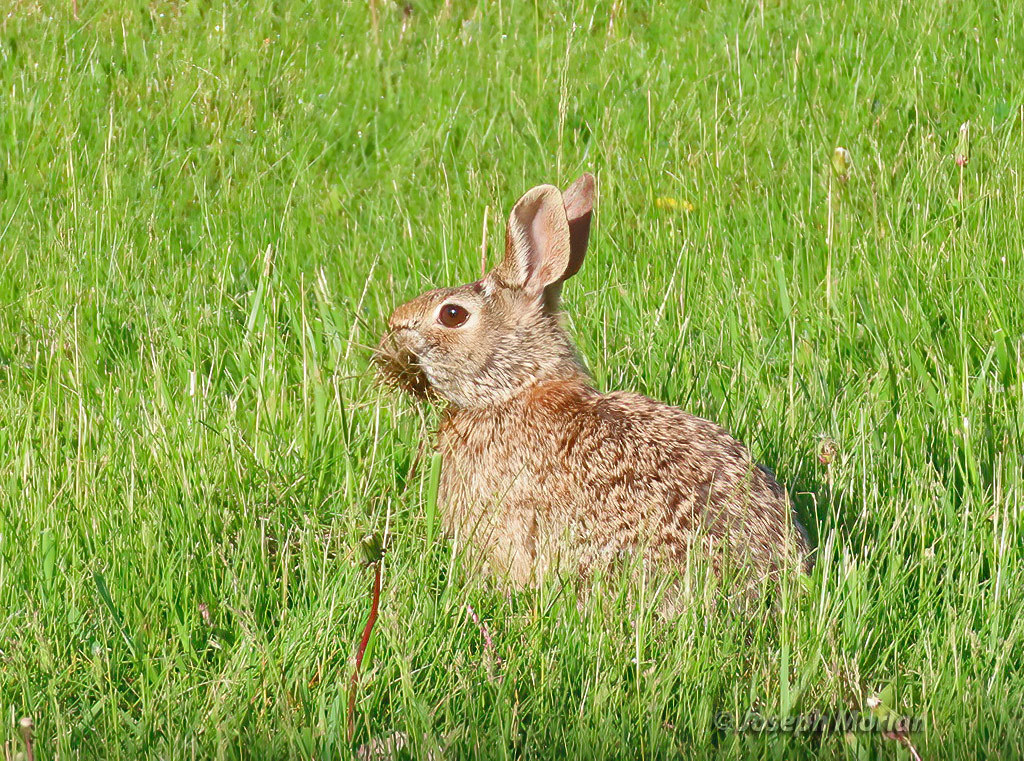Eastern Cottontail from Lucas County, OH, USA on May 15, 2022 at 08:22 ...