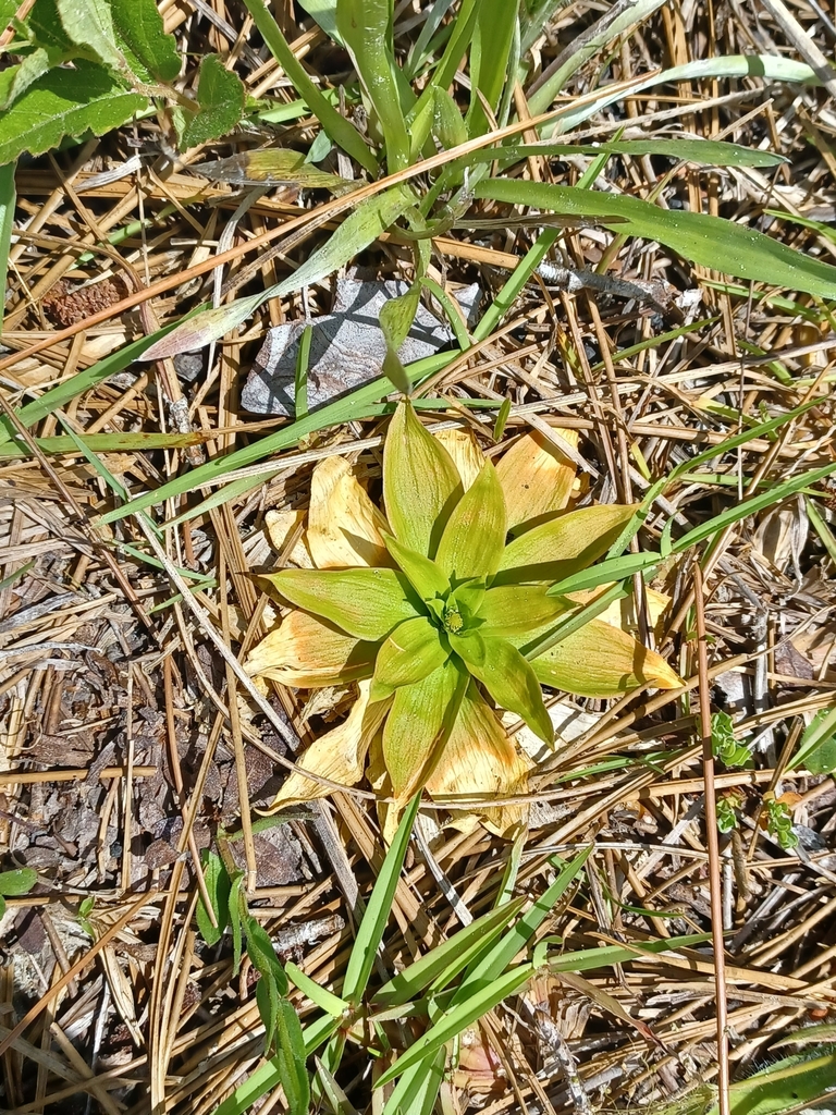 Yellow Colicroot from Gautier, MS 39553, USA on May 21, 2022 at 11:01 ...