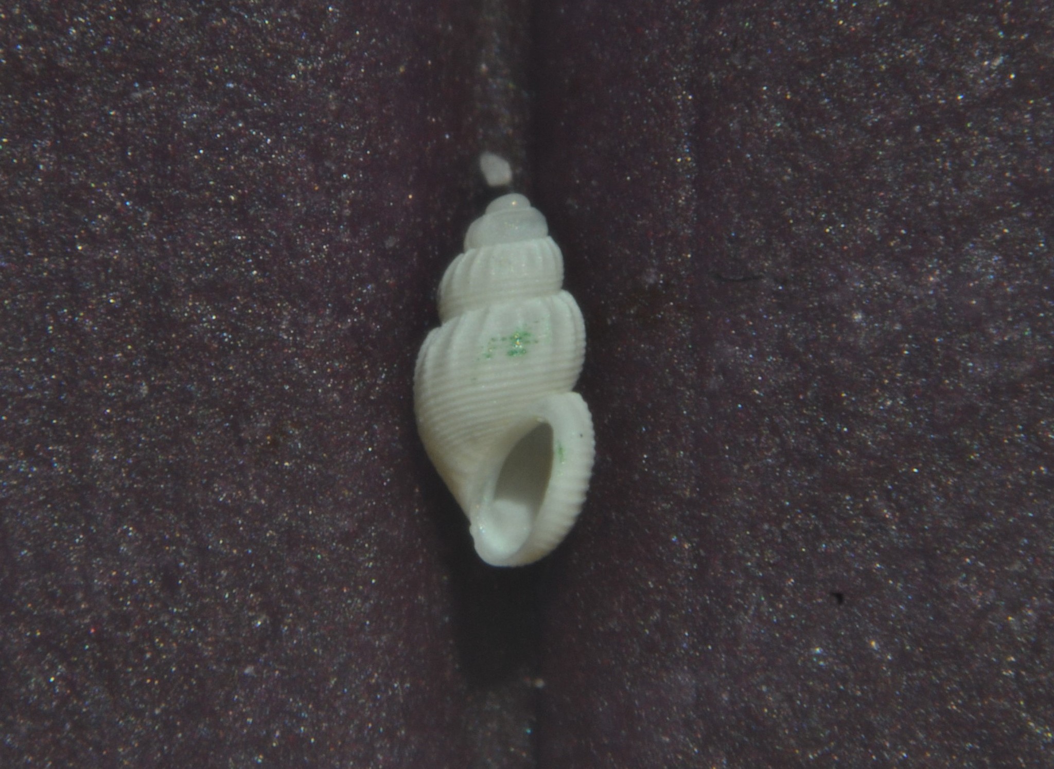 Onoba semicostata (Montagu, 1803)