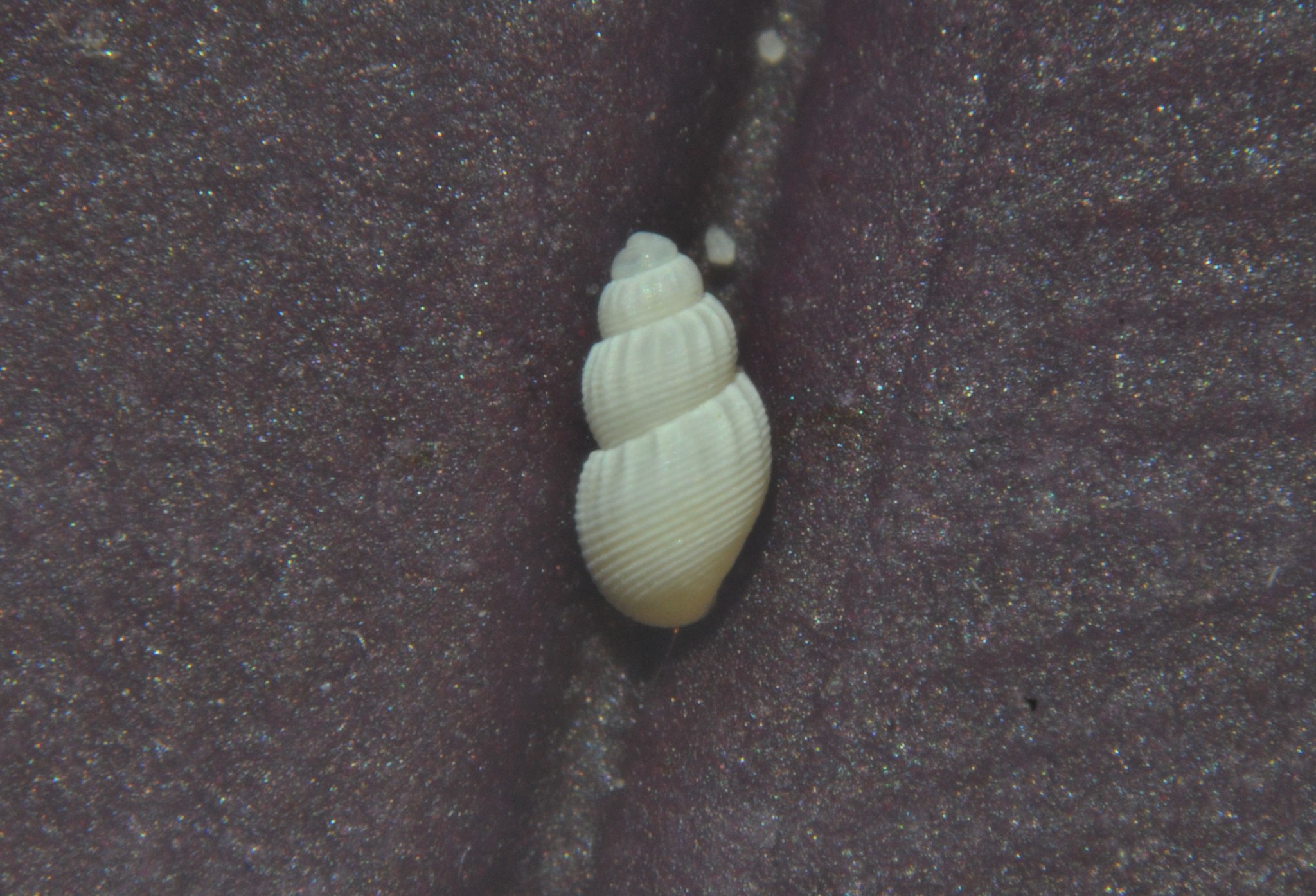 Onoba semicostata (Montagu, 1803)