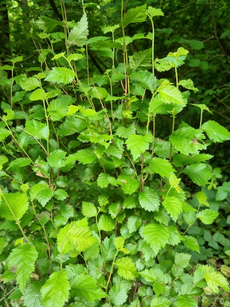 Field Elm from Merseyside on May 21, 2022 at 05:11 PM by jaynebryson ...