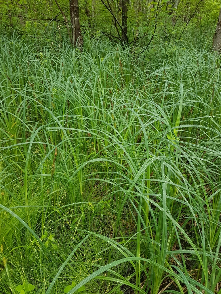 Carex Lacustris