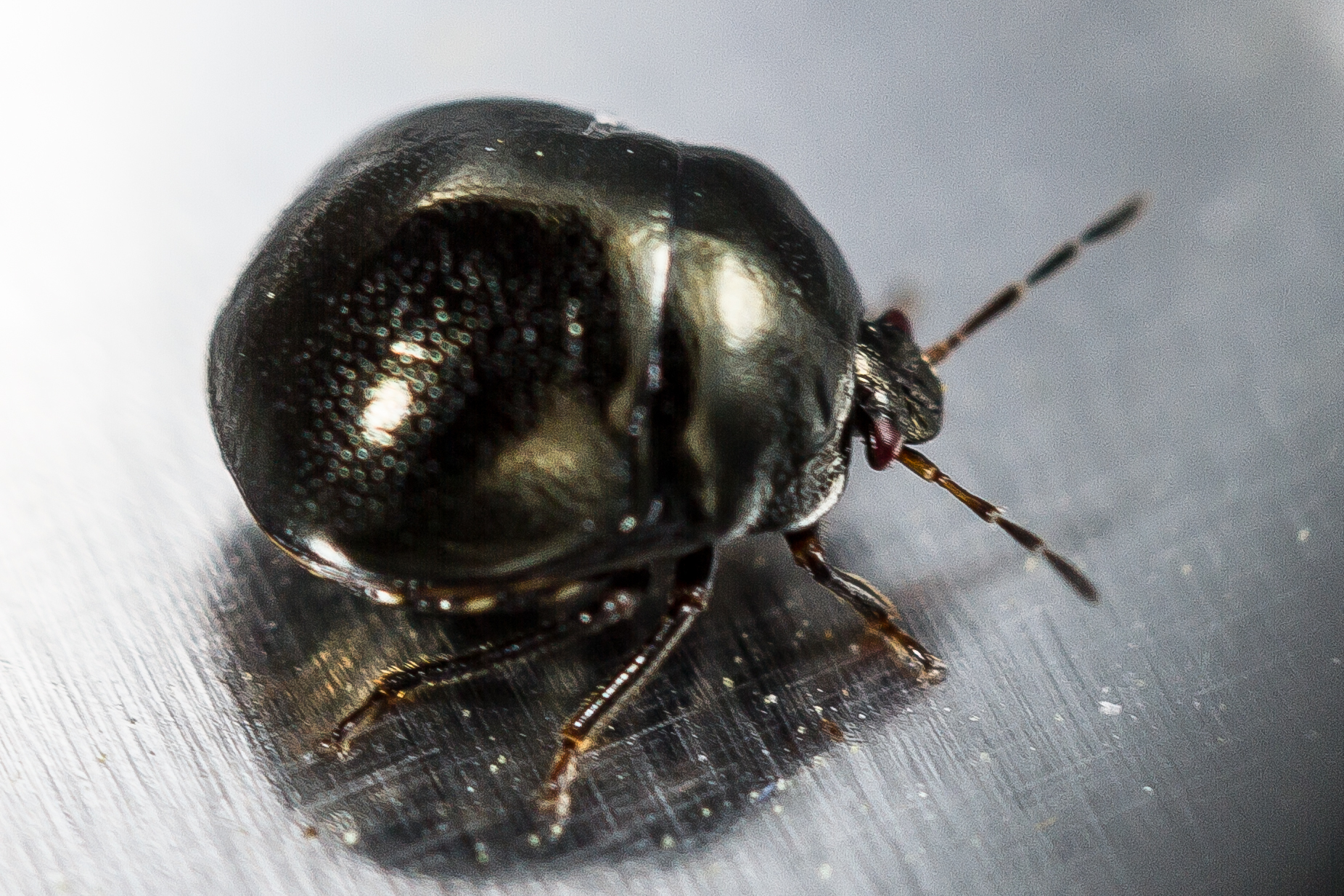 Coptosoma scutellatum (Geoffroy, 1785)