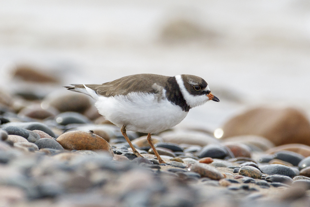 Semipalmated Plover (Birds of Minnesota) · iNaturalist