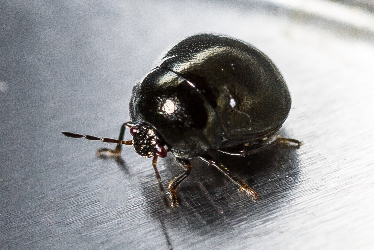 Coptosoma scutellatum (Geoffroy, 1785)