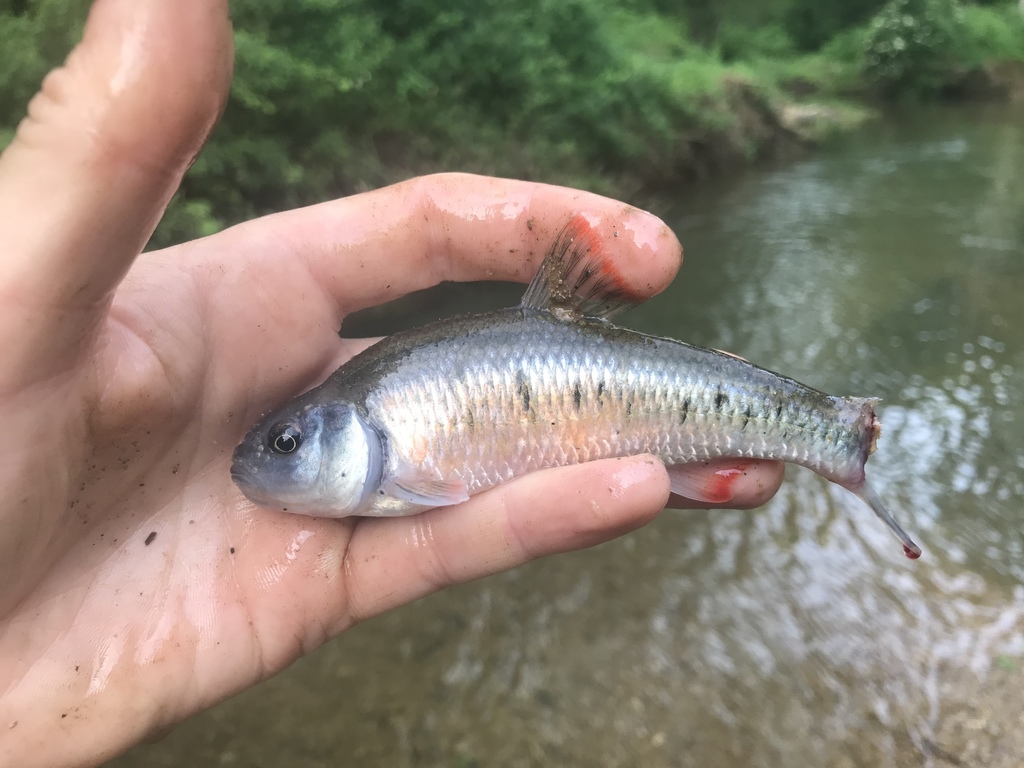 Common Shiner (SD Fish Passage Guide ) · iNaturalist