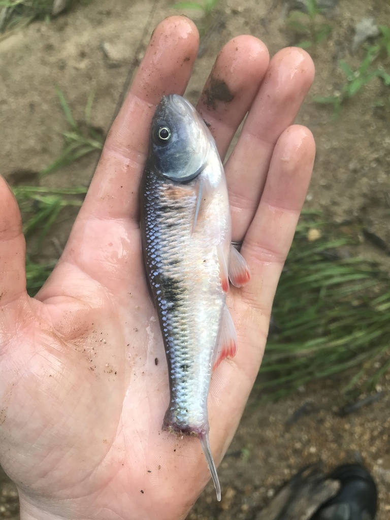 Common Shiner (SD Fish Passage Guide ) · iNaturalist