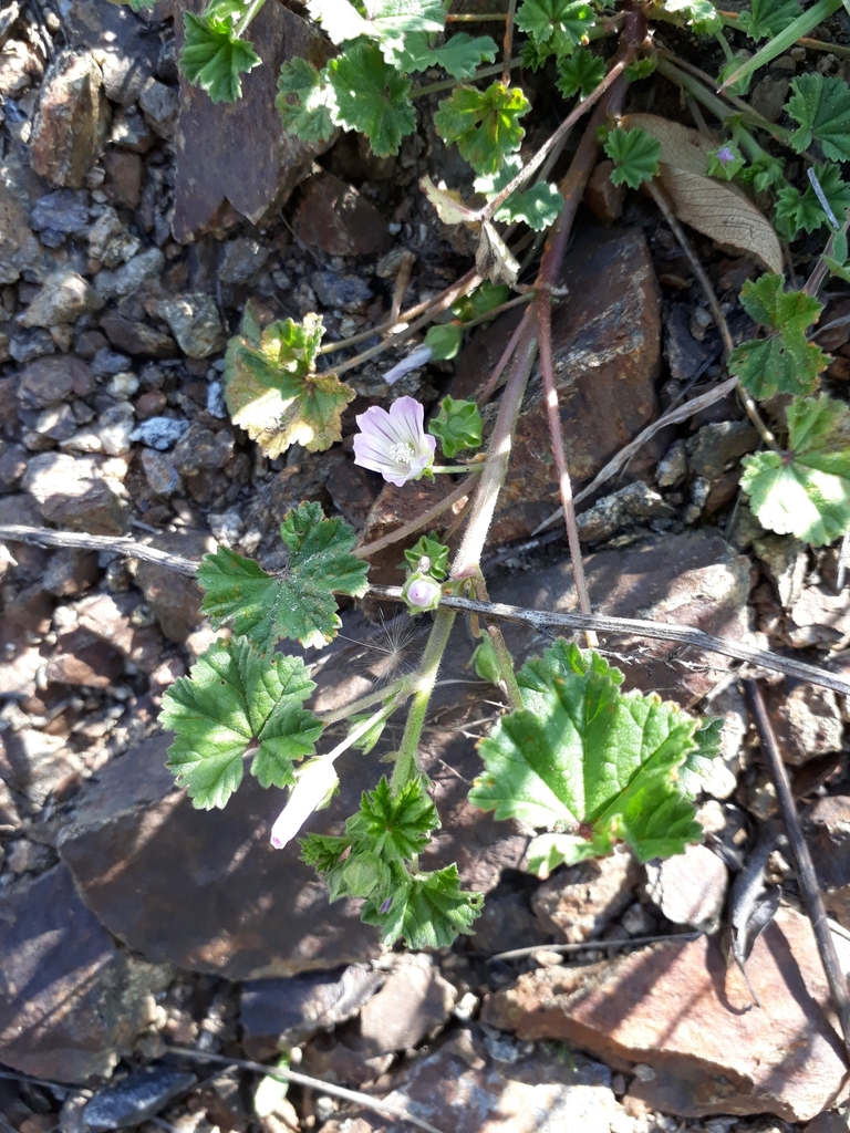 dwarf mallow from 588 13 Polná, Česko on May 21, 2022 at 04:57 PM by ...