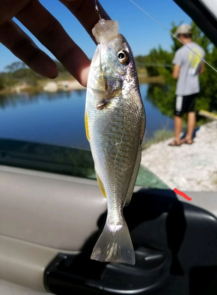 Atlantic Croaker from 4H Tidelands Nature Center Pond on November 4 ...