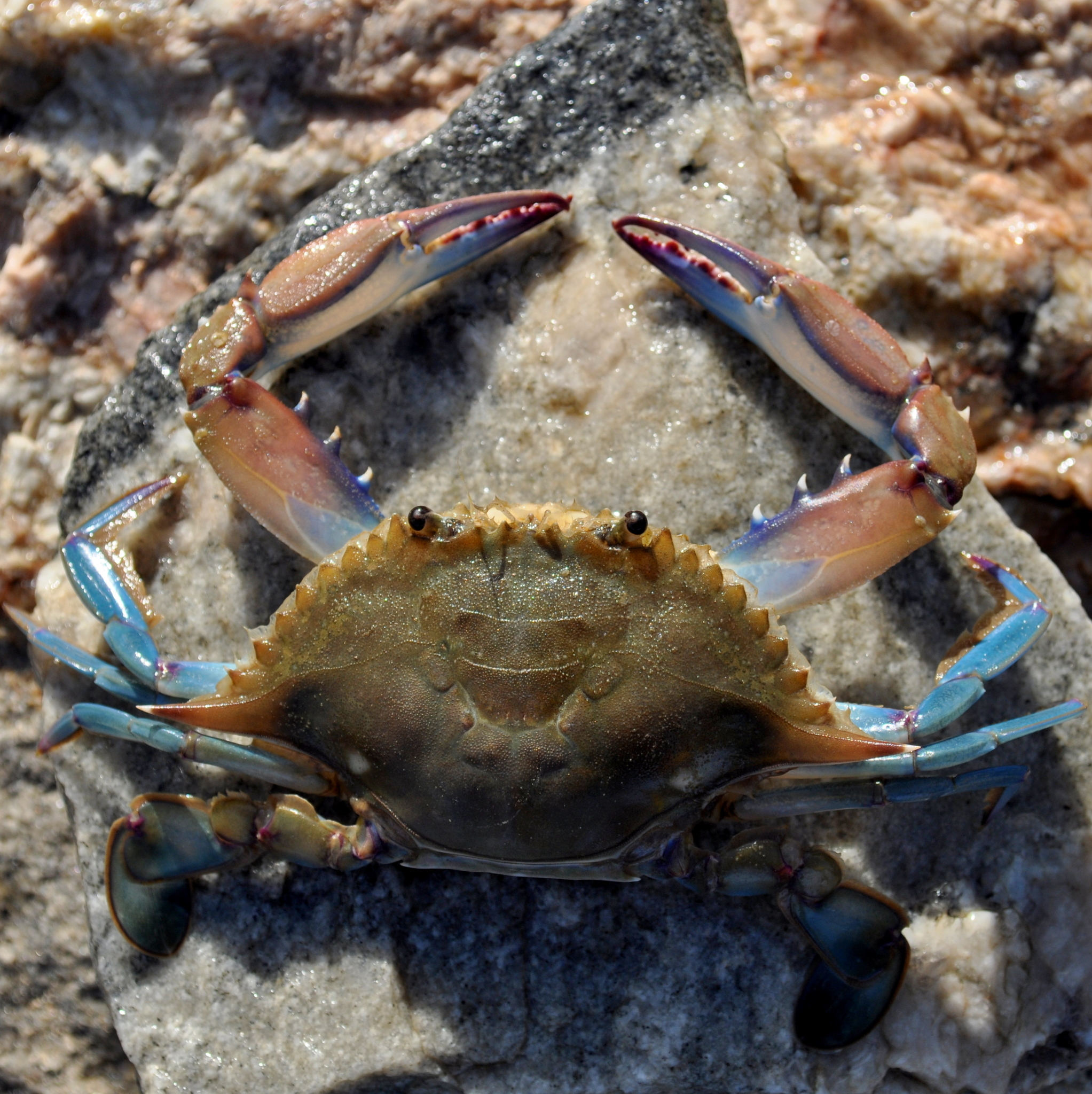 Callinectes danae Smith, 1869