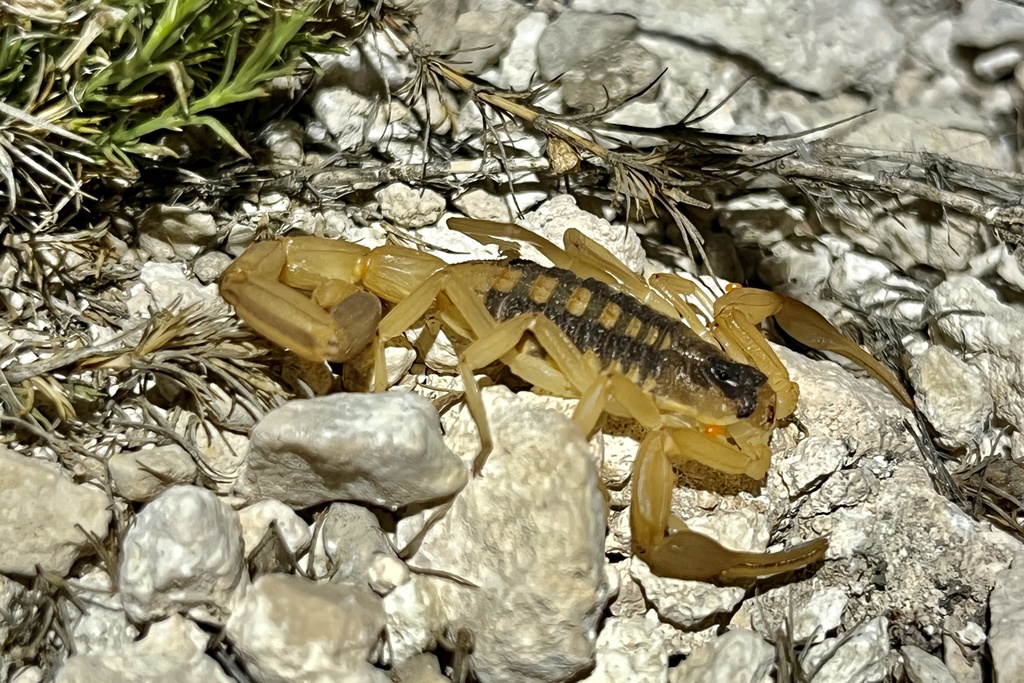 Striped Bark Scorpion from Val Verde County, US-TX, US on May 20, 2022 ...