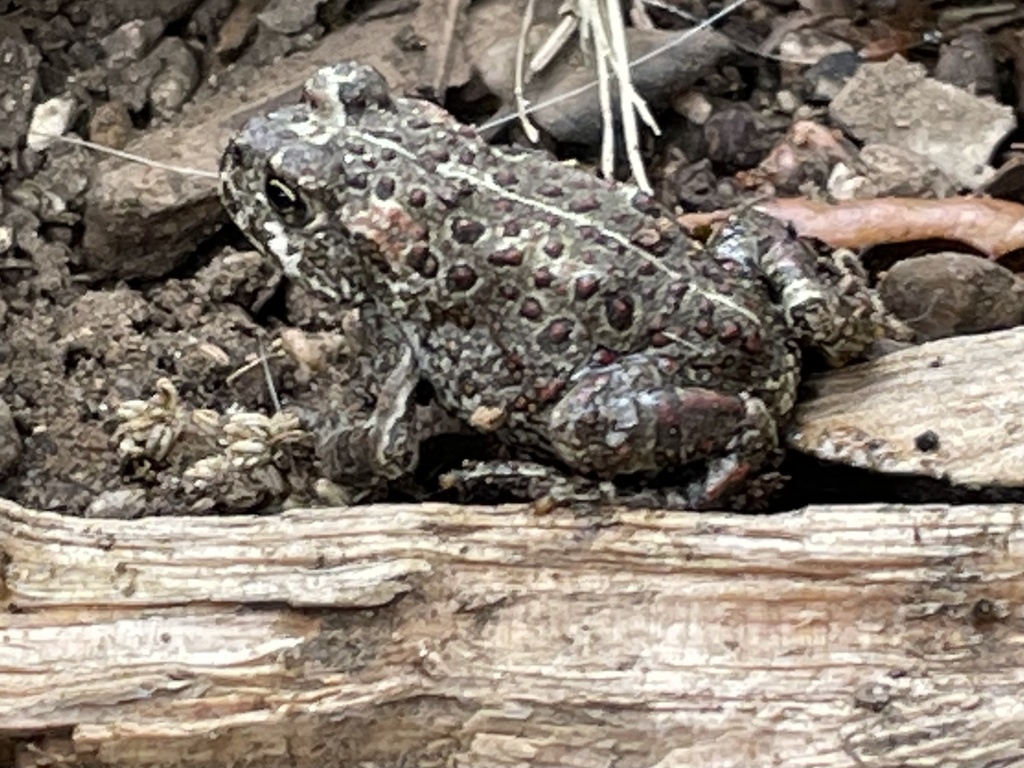 California Toad from Hahamongna Watershed Park, Pasadena, CA, US on May ...