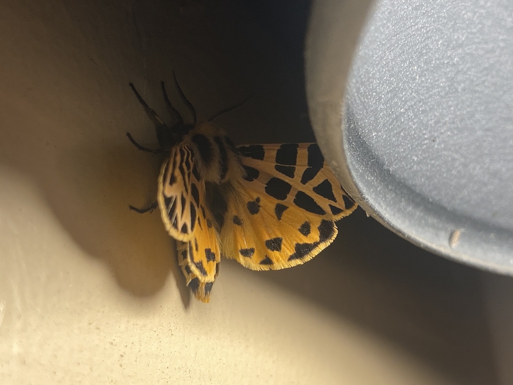 Ornate Tiger Moth from Rector Rd, Nevada City, CA, US on May 20, 2022 ...