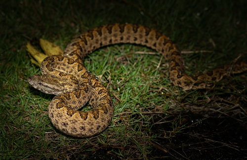 Elegant pitviper (Protobothrops elegans) - Snakes and Lizards