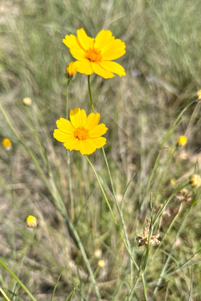 Slender Greenthread from US-277, Del Rio, TX, US on May 21, 2022 at 11: ...