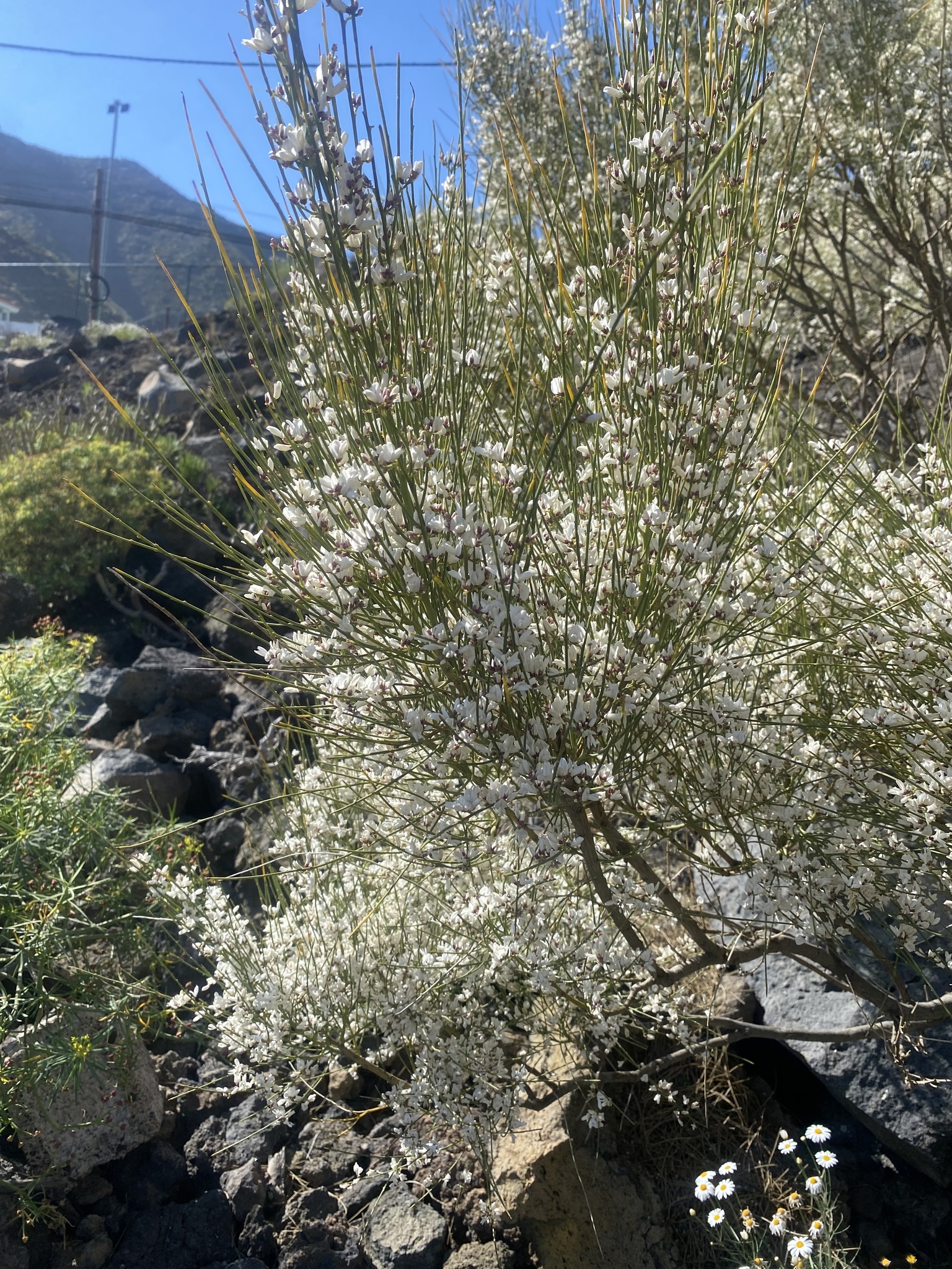 Retama rhodorhizoides (Webb & Berthel.) Webb & Berthel.