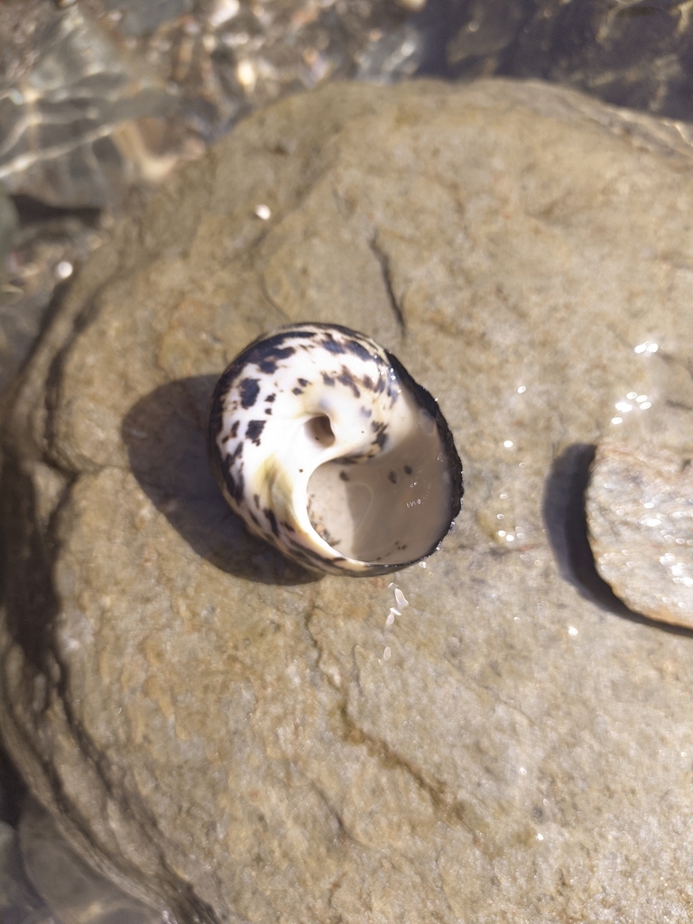 West Indian Top Shell from Colombia on May 21, 2022 at 08:22 AM by ...