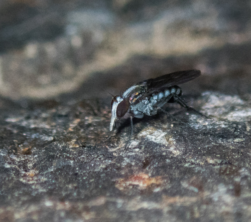 Tachytrechus flabellifer · iNaturalist