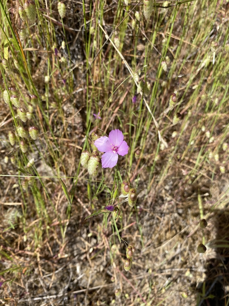 ruby chalice clarkia from Oak Ave, San Anselmo, CA, US on May 21, 2022 ...