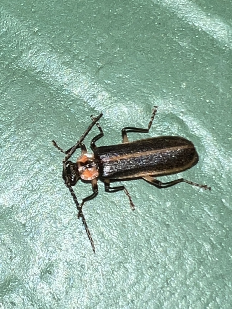 Podabrus basillaris from Reprise Ct, Vienna, VA, US on May 19, 2022 at ...