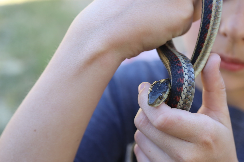 Valley Garter Snake from Franklin Laguna, Galt, CA, US on May 20, 2022 ...