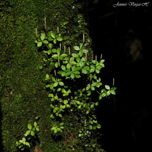 Acorn Peperomia (Peperomia tetraphylla) · iNaturalist