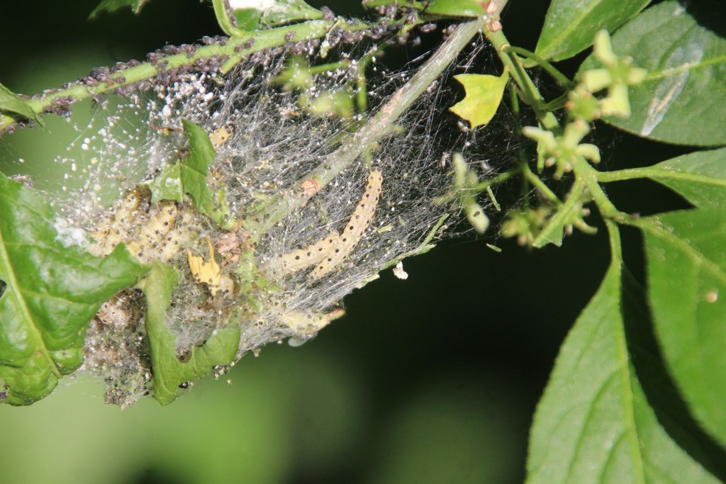 Spindle Ermine Moth from Wullenstetten, 89250 Senden, Deutschland on ...
