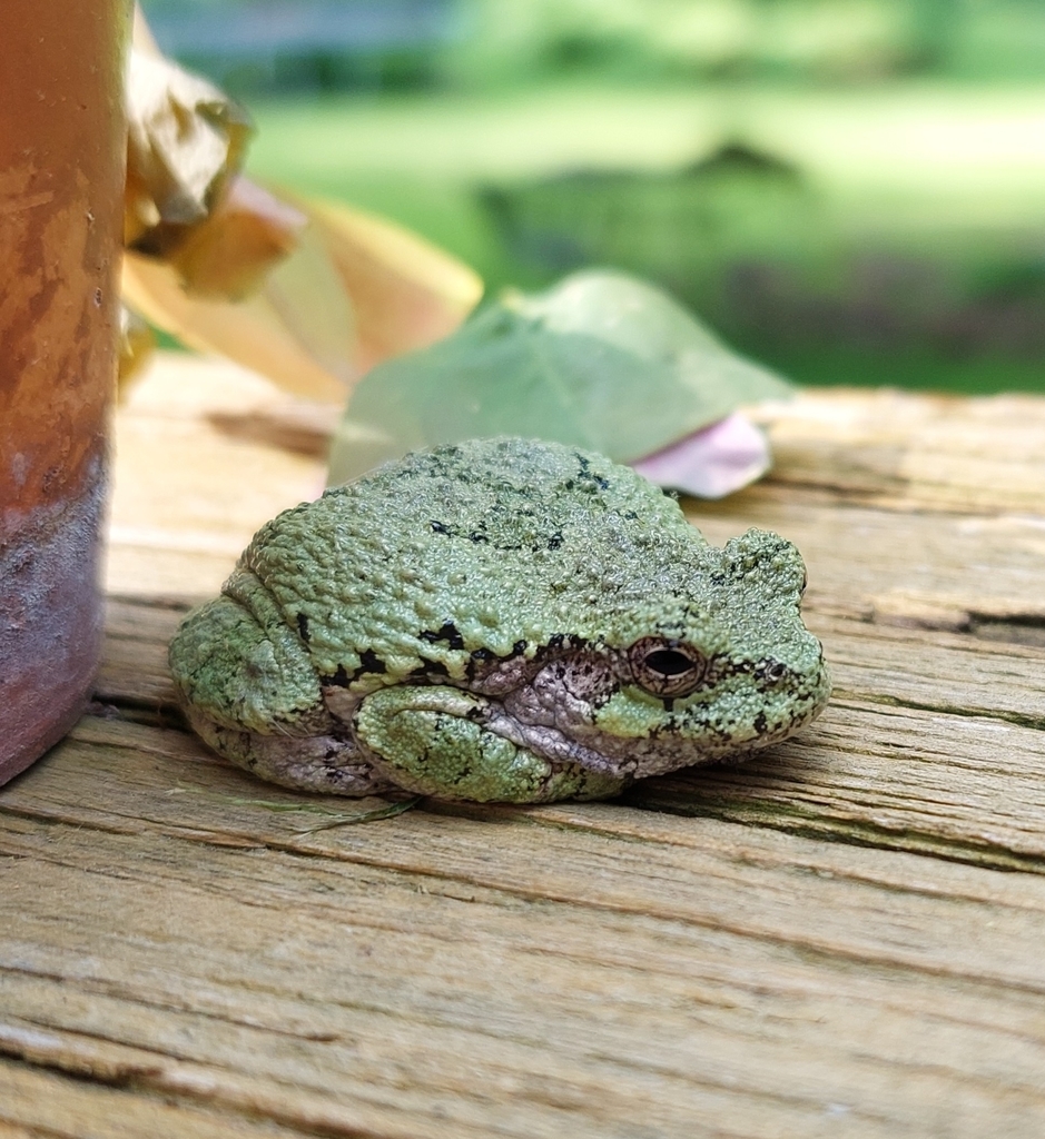 Gray Treefrog from Wayne Township, PA, USA on May 21, 2022 at 08:35 AM ...