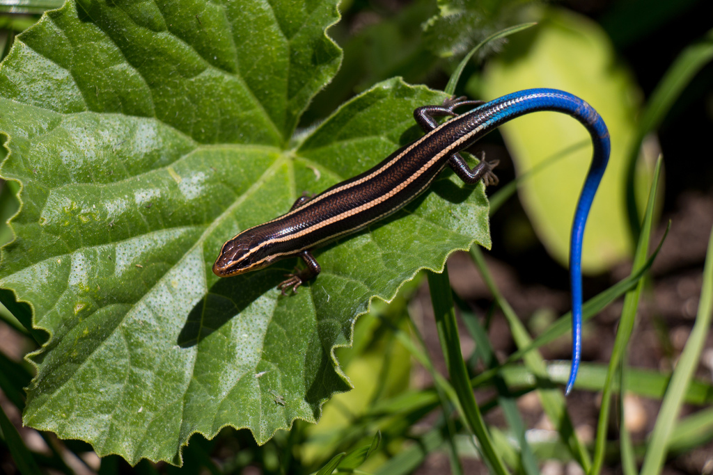 Skilton's Skink from Moon Mountain City Park, Eugene, Oregon on June 11 ...