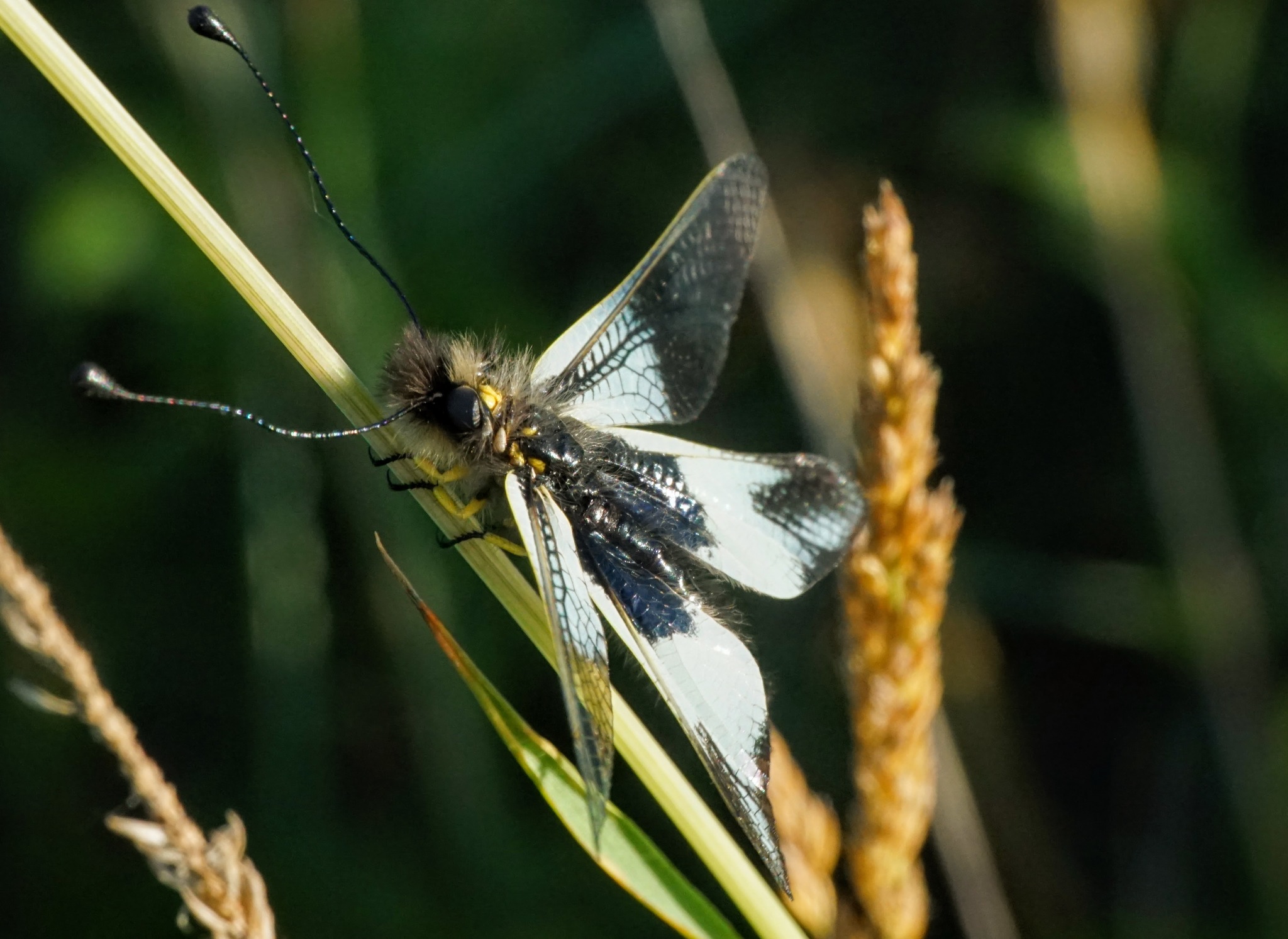 Libelloides lacteus (Brullé, 1832)