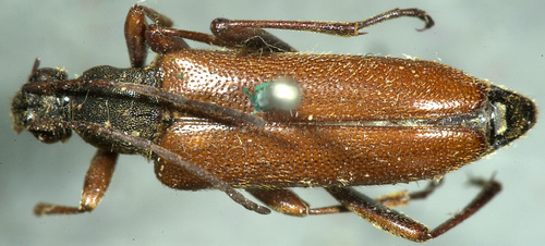 Neoalosterna rubida (Longhorn Beetles of the United States) · iNaturalist