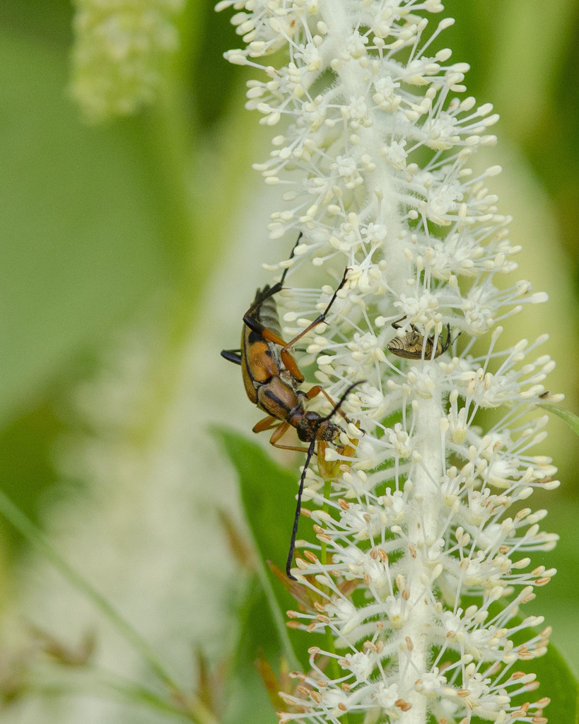 Slender Flower Longhorn Beetle in May 2022 by Lillie · iNaturalist