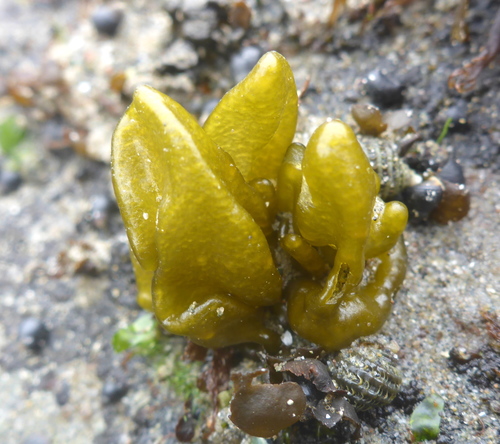 Colpomenia bullosa · iNaturalist