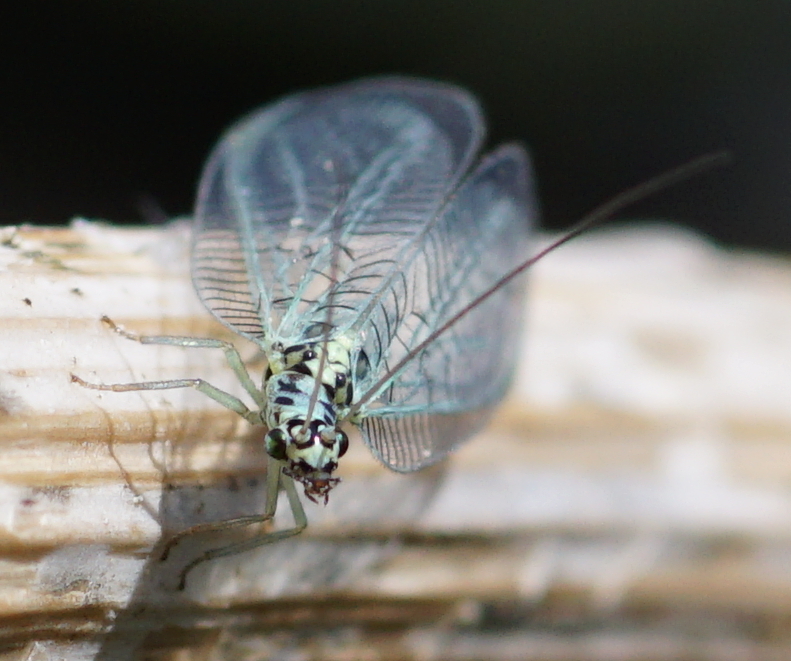 Chrysopa perla (Linnaeus, 1758)