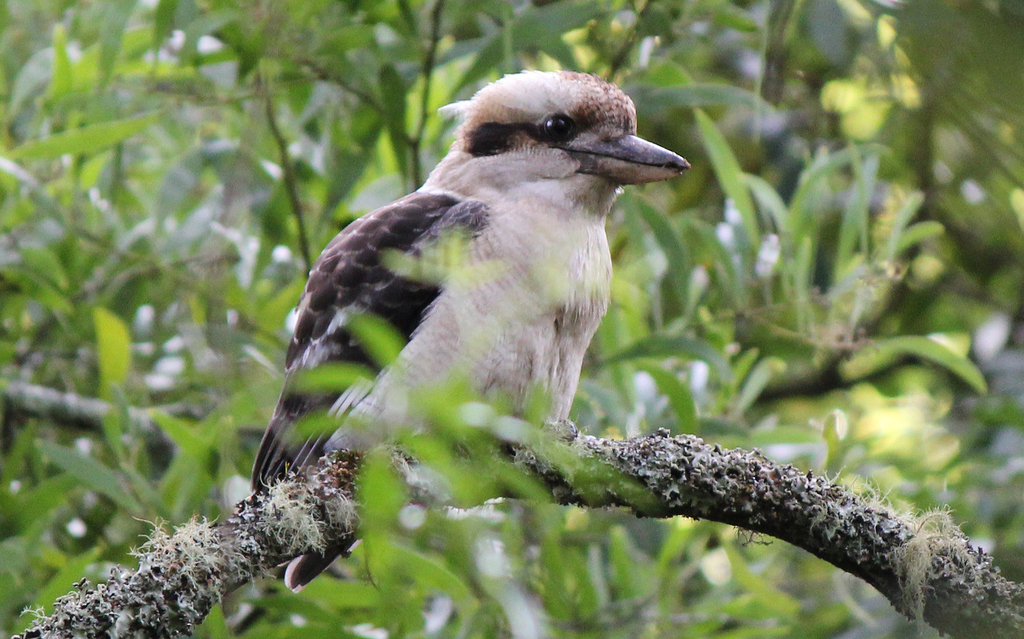 Laughing Kookaburra from Jeeralang Junction VIC 3840, Australia on May ...