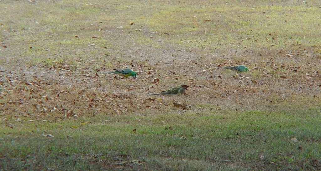 Red-rumped Parrot from Postmans Ridge QLD 4352, Australia on November ...