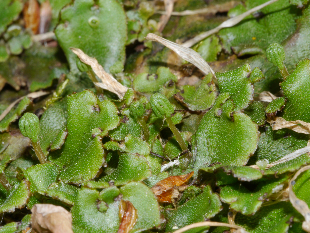Common Liverwort from South Addition on June 3, 2018 at 11:29 AM by ...