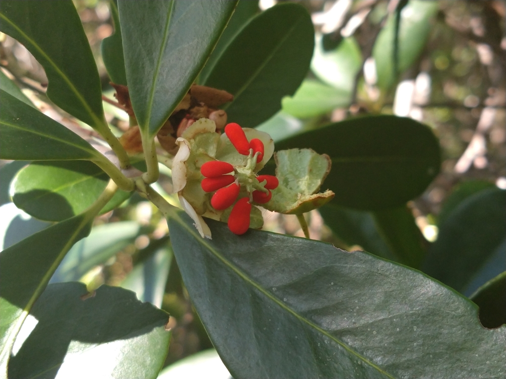 Ternstroemia brasiliensis from Parque Estadual do Acarai, São Francisco ...