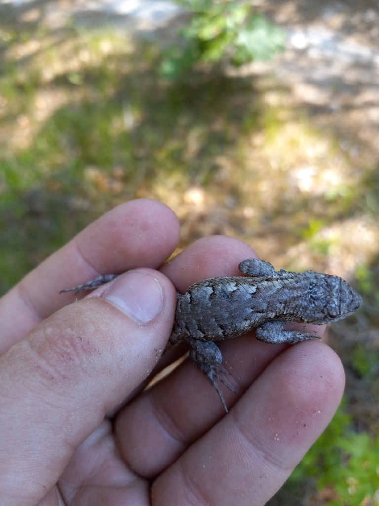 Eastern Fence Lizard from Cape May Court House, NJ 08210, USA on May 21 ...